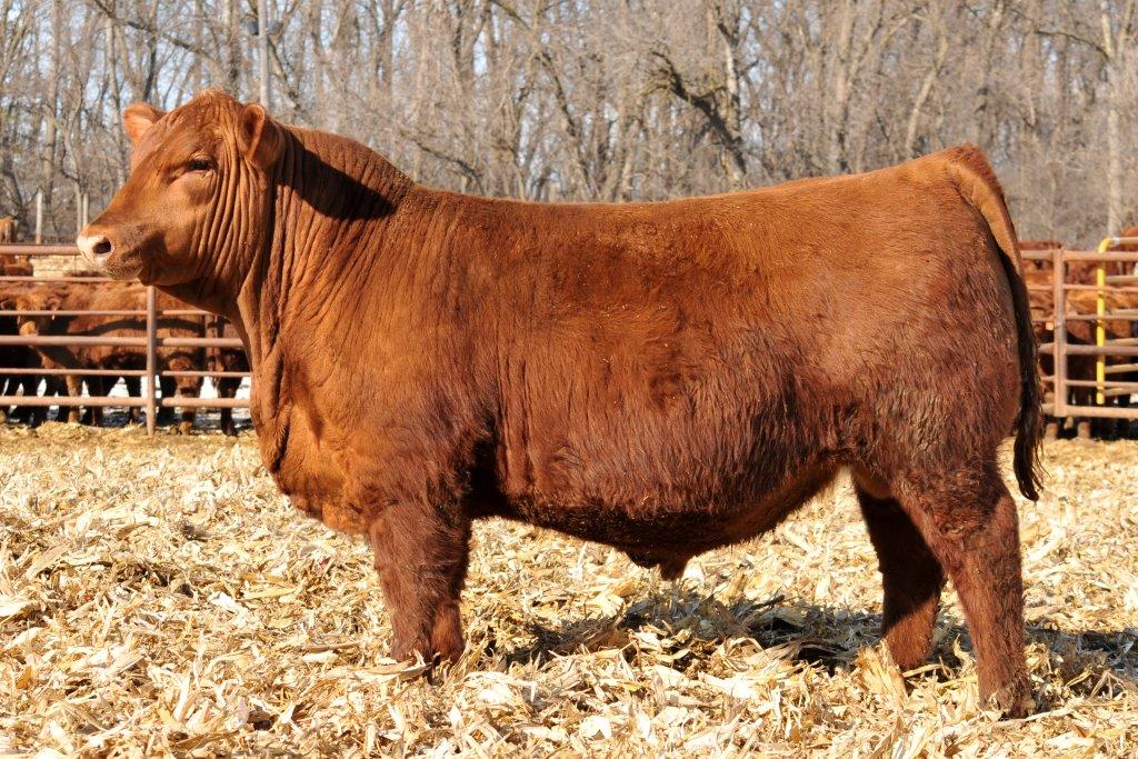 Bulls & Semen | Jacobson Red Angus Cattle
