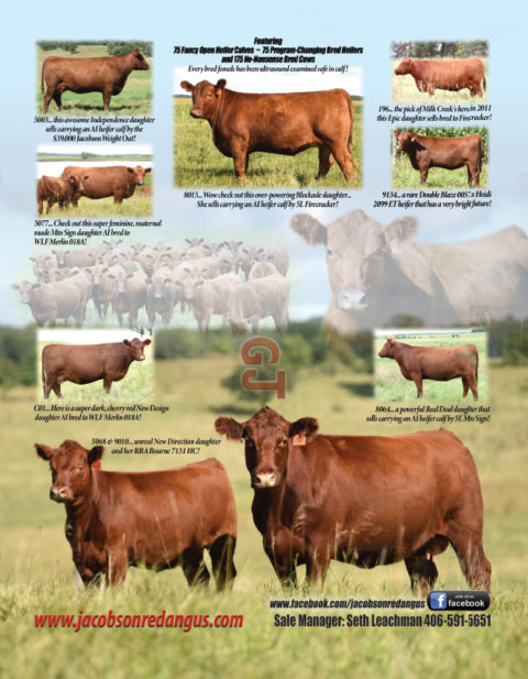 Jacobson Red Angus Cattle | Red Angus Cattle in Hitterdal, MN